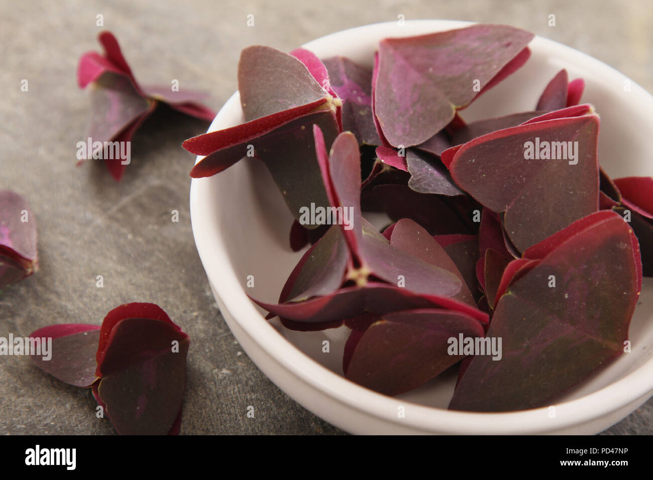 Chukkakura hi-res stock photography and images - Alamy