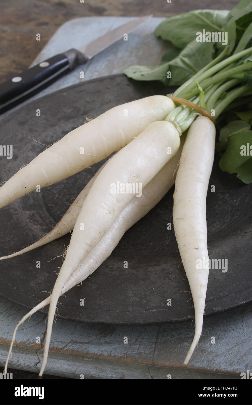preparing fresh white radishes Stock Photo - Alamy