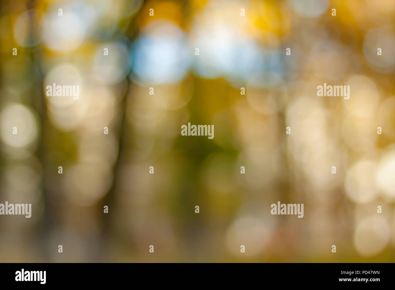 Blurry nature wallpaper. Forest bokeh background. Autumn defocused ...