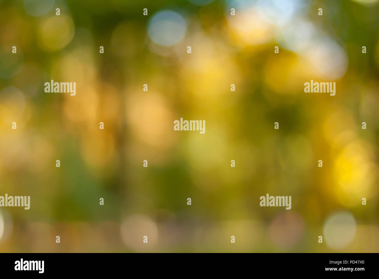 Blurry nature wallpaper. Forest bokeh background. Autumn defocused ...