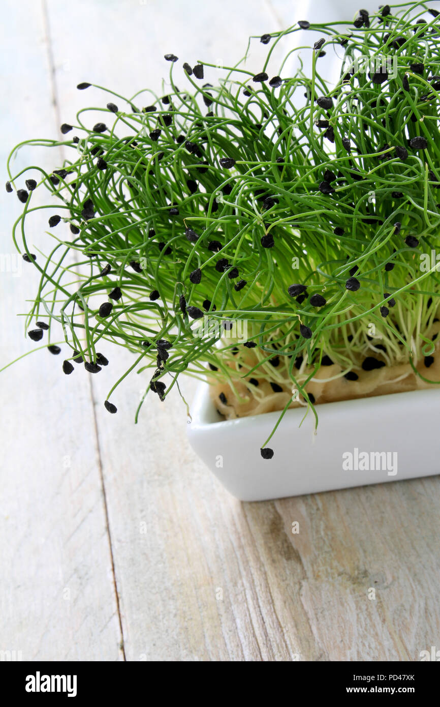 fresh micro herbs Stock Photo - Alamy