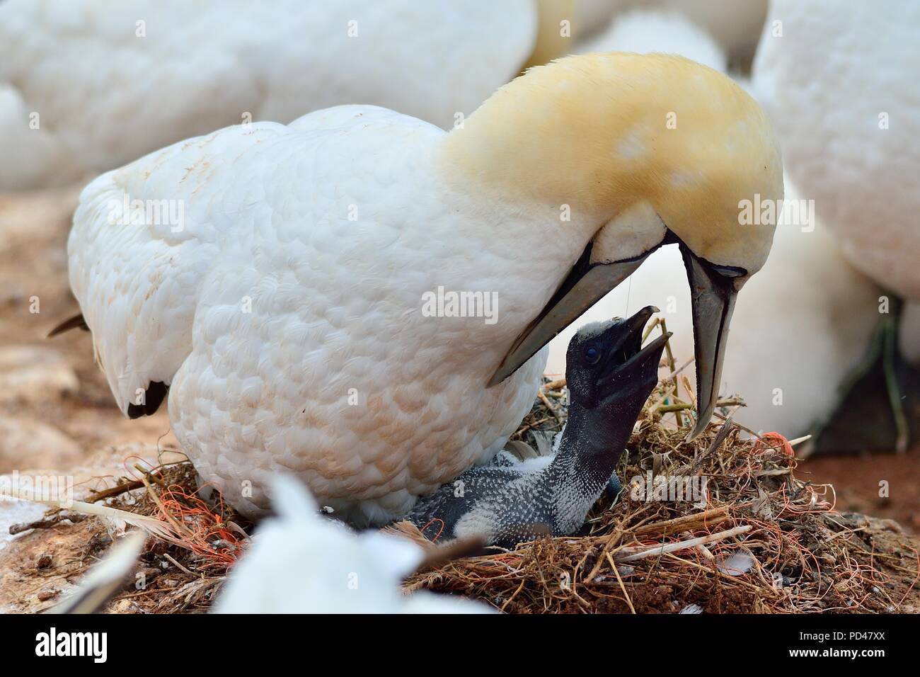 northern gannet, Basstölpel, Morosus bassus, Helgoland, north sea ...