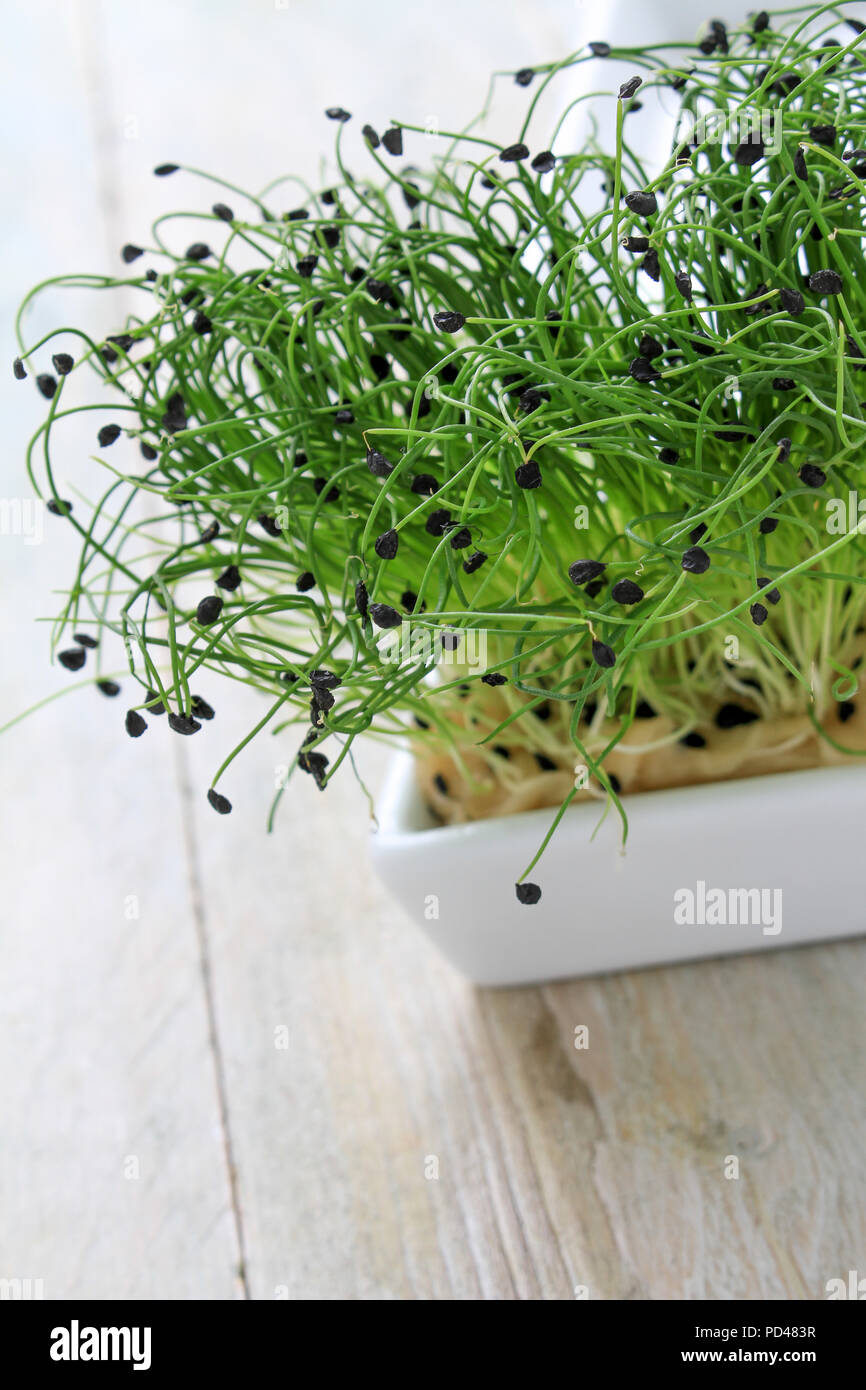 Micro chives hi-res stock photography and images - Alamy