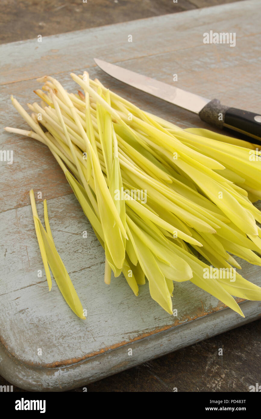 sprouting sweet corn shoots Stock Photo - Alamy