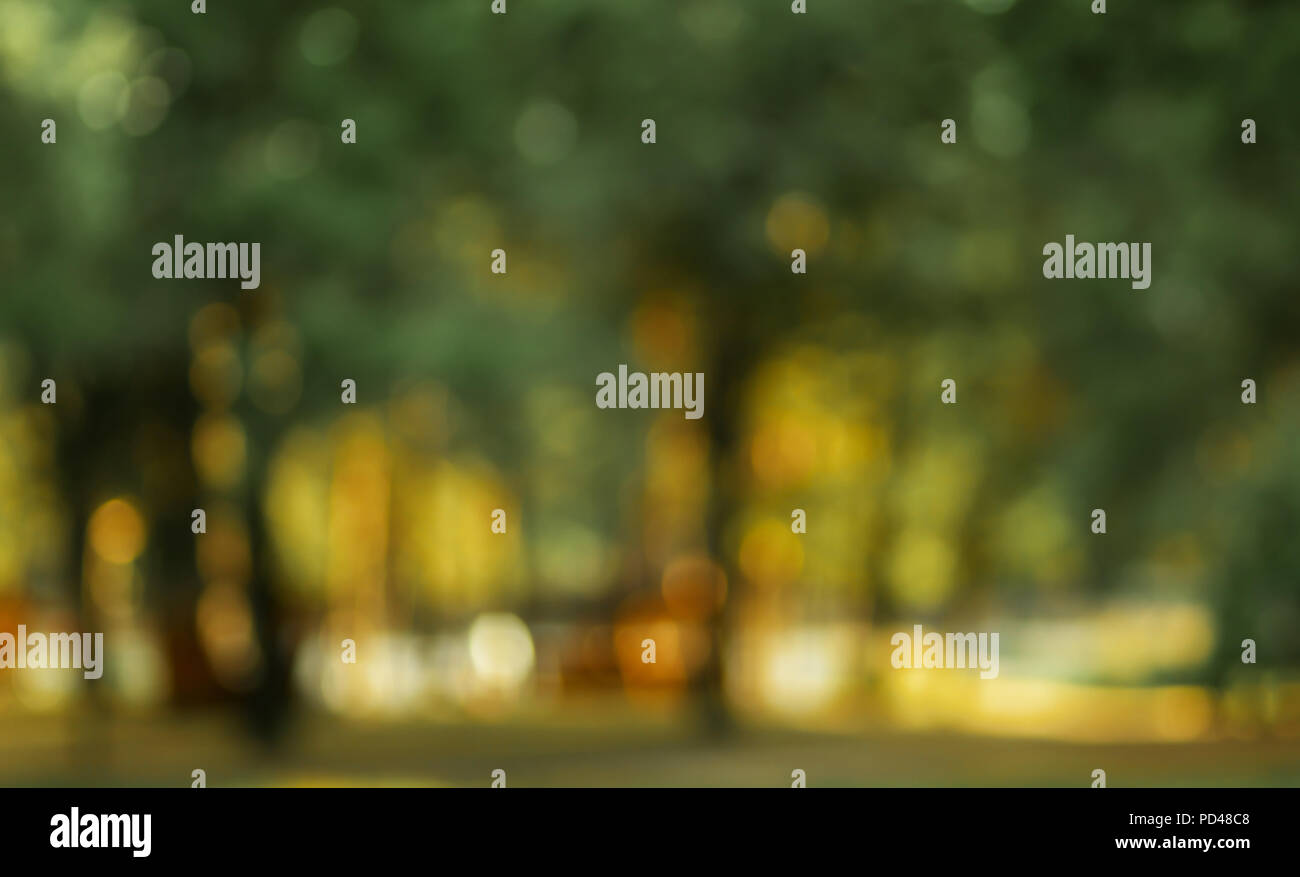 Blurry nature wallpaper. Forest bokeh background. Green defocused ...