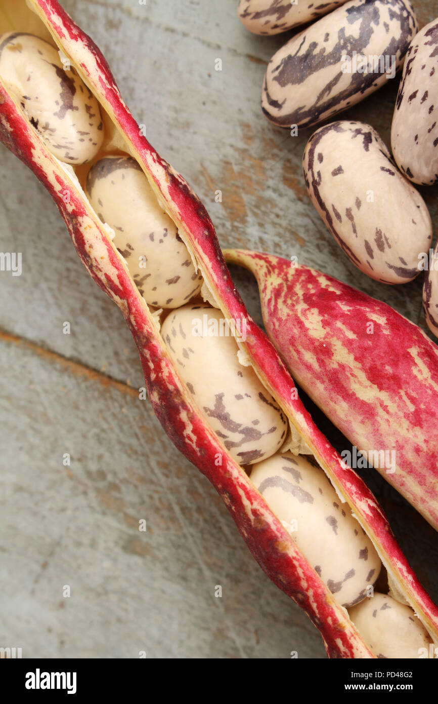 Fresh saluggia bean hi-res stock photography and images - Alamy