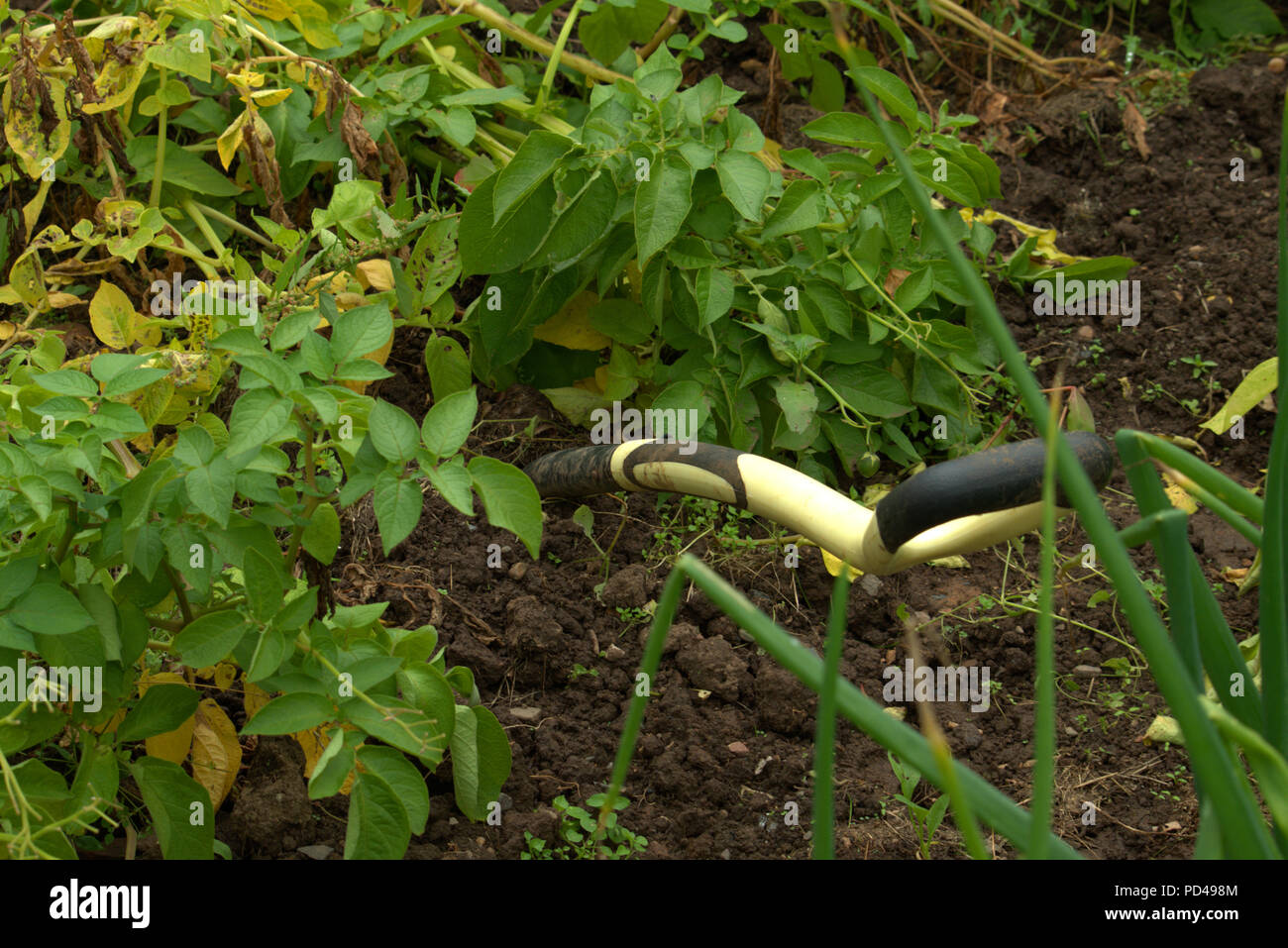 Potato shaws hi-res stock photography and images - Alamy