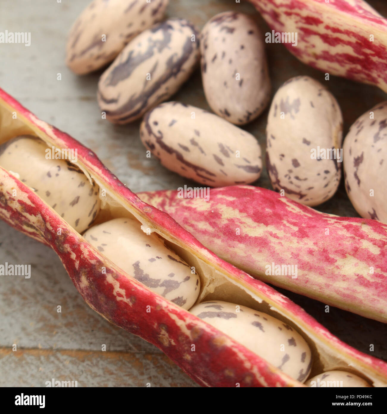 fresh raw borlotti beans Stock Photo - Alamy