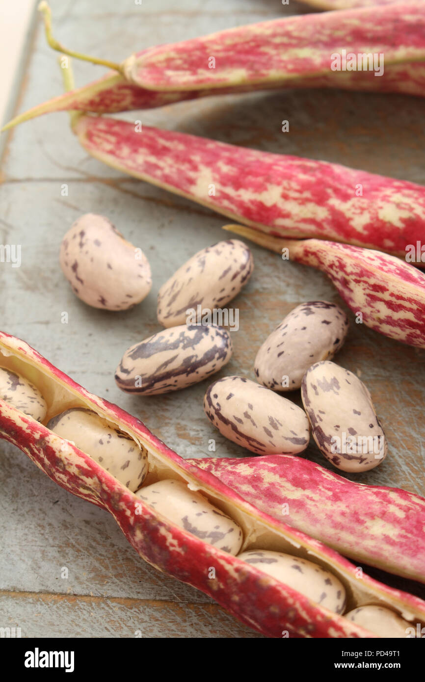 fresh raw borlotti beans Stock Photo - Alamy