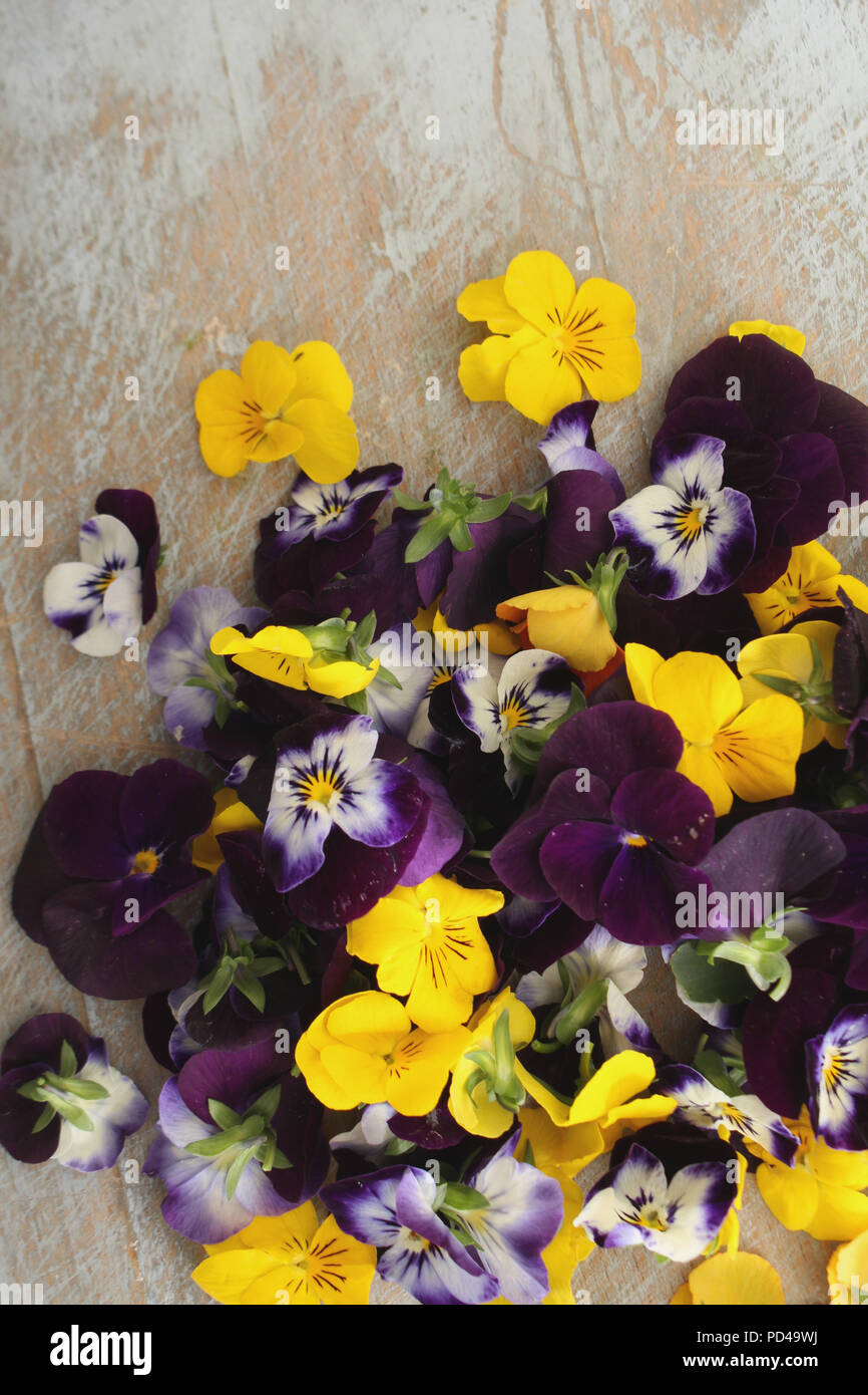 Viola garnish hi-res stock photography and images - Alamy