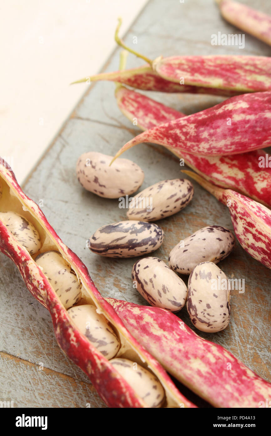 fresh raw borlotti beans Stock Photo - Alamy