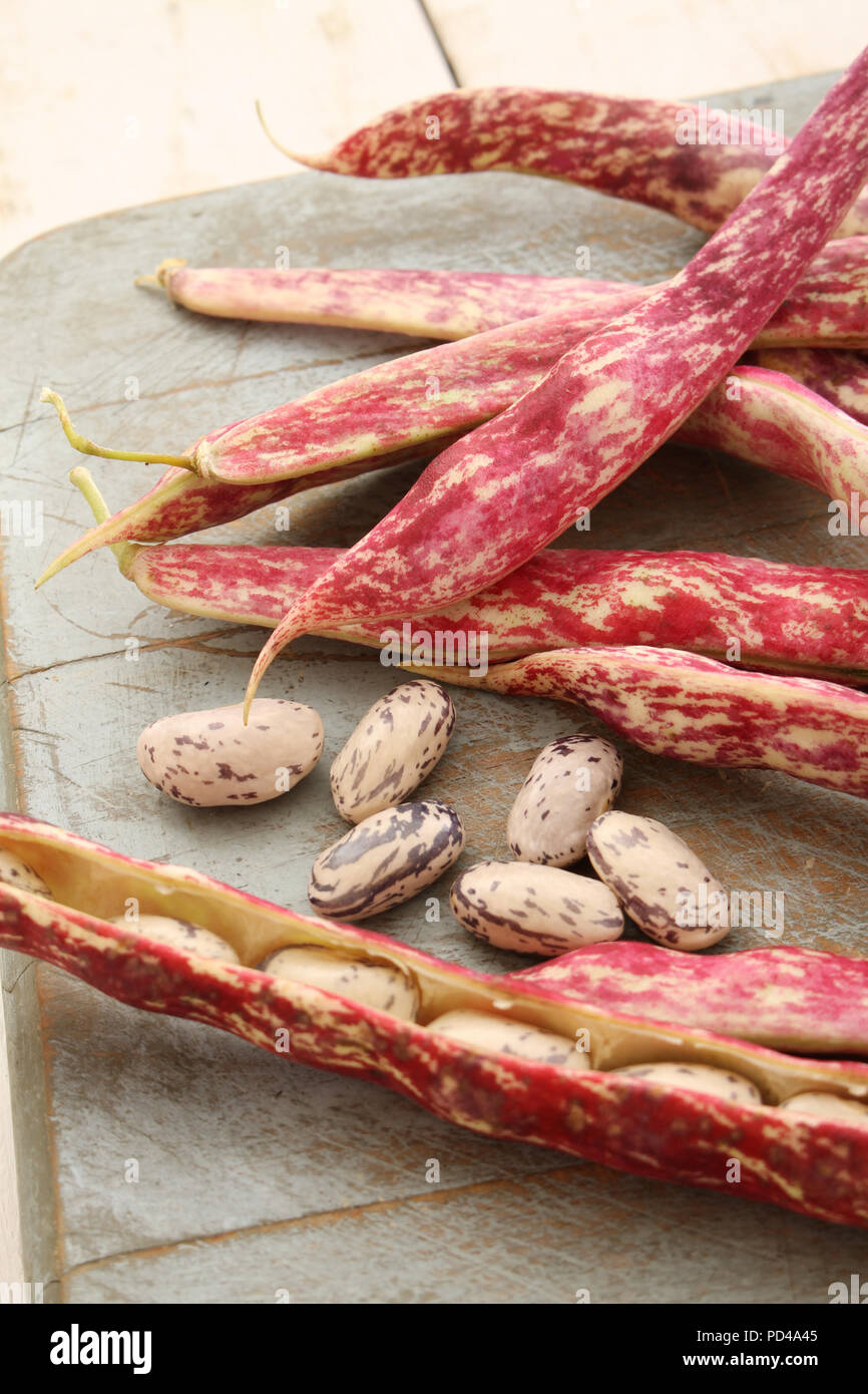 fresh raw borlotti beans Stock Photo - Alamy