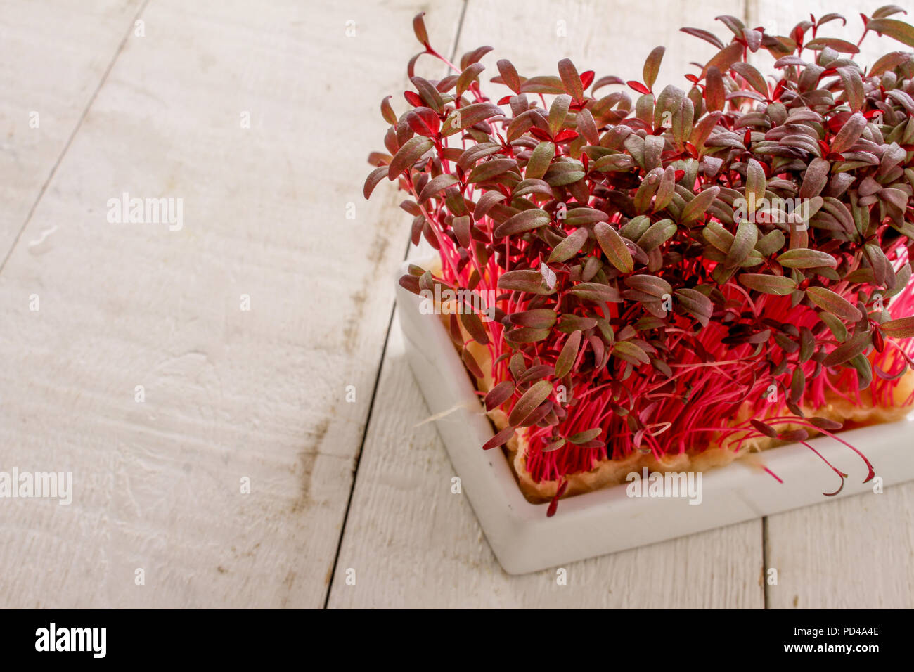 fresh micro herbs Stock Photo - Alamy
