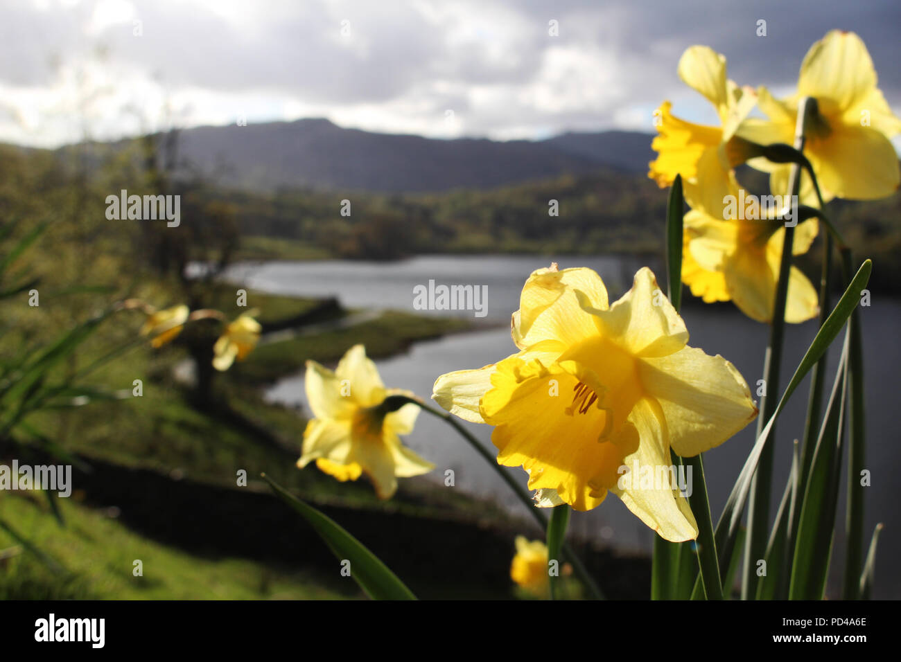 William wordsworth daffodils hi-res stock photography and images - Alamy