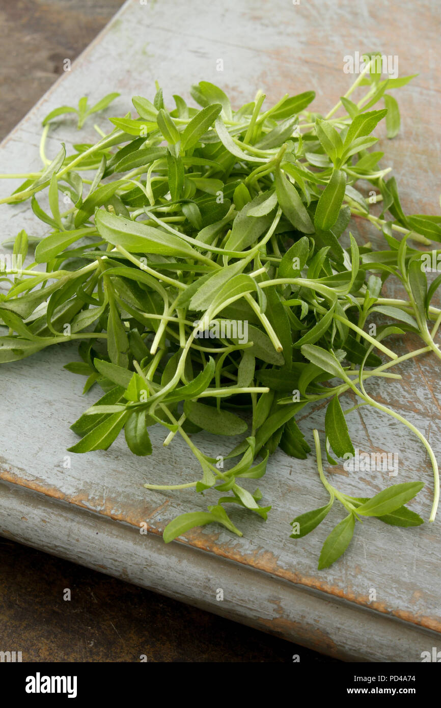 Tarragon micro herb hi-res stock photography and images - Alamy