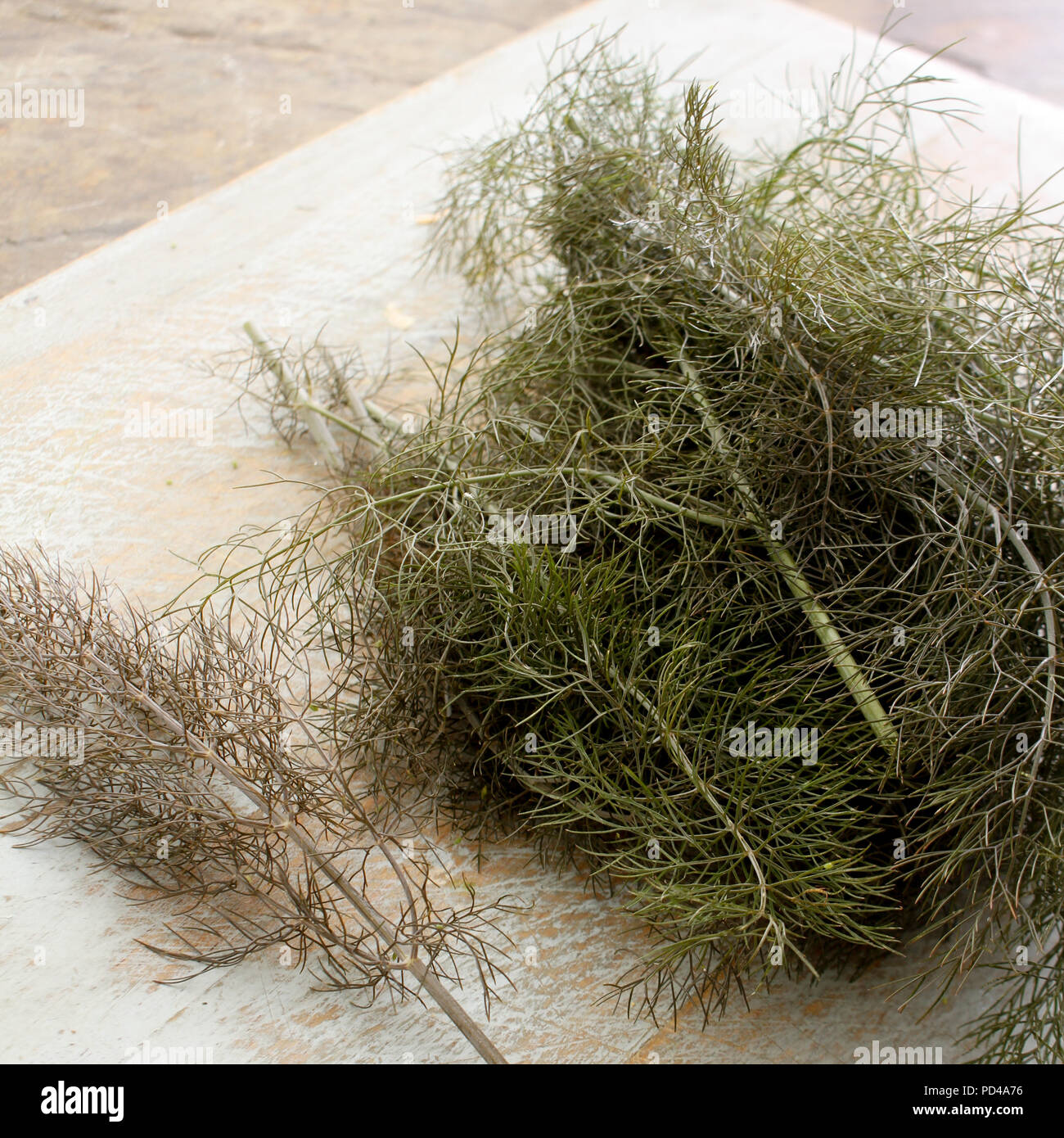 Fennel micro herbs hi-res stock photography and images - Alamy