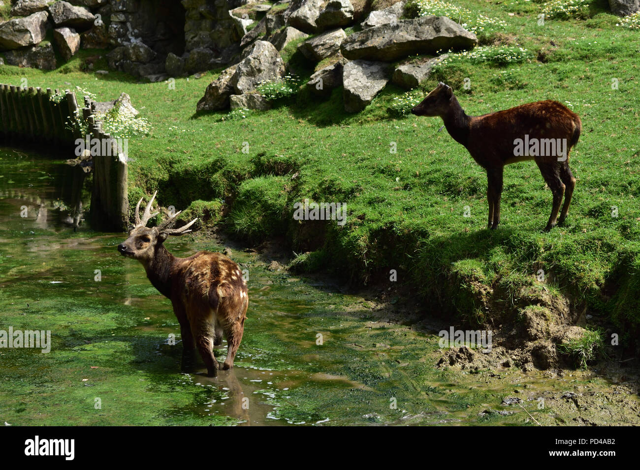 Philippine deer hi-res stock photography and images - Alamy