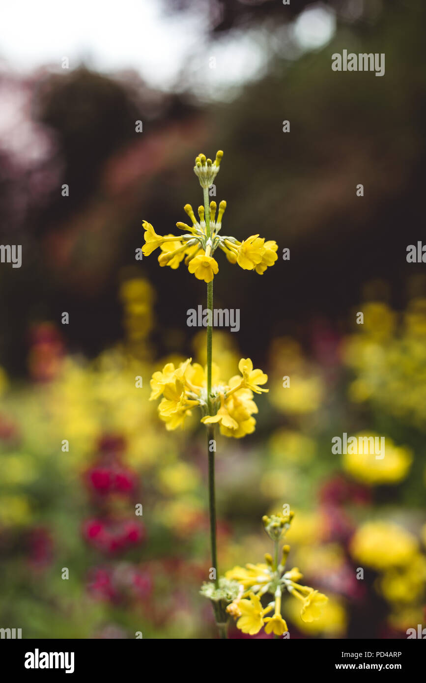 Beautiful Bamboo Leaves With Rain Water High Resolution Stock ...