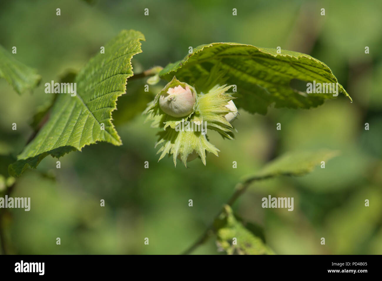 Hazel (Corylus avellana) leaves and nuts, late summer Stock Photo - Alamy