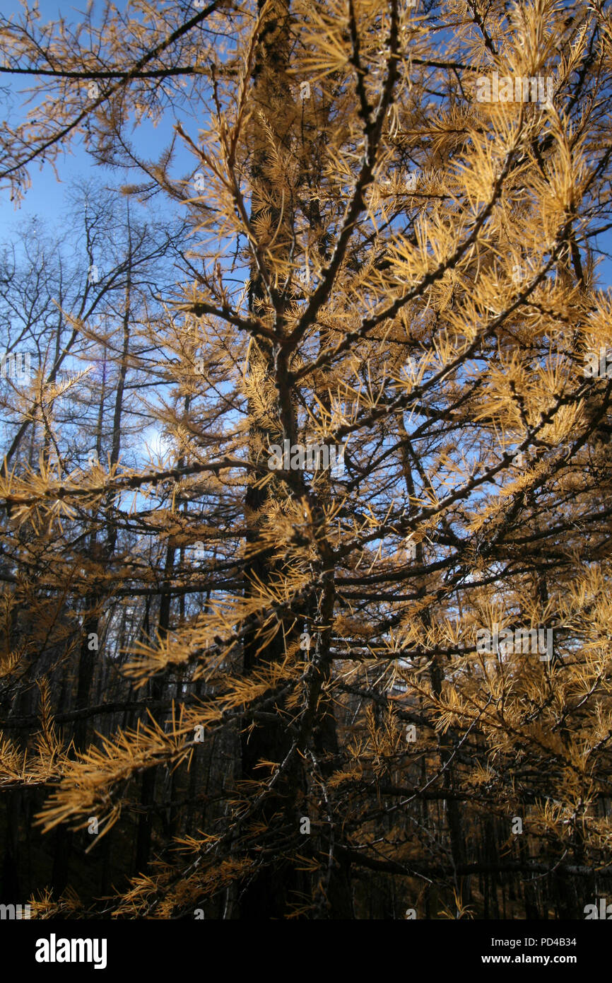 Asia mongolia ulaanbaatar mongolian national hi-res stock photography ...