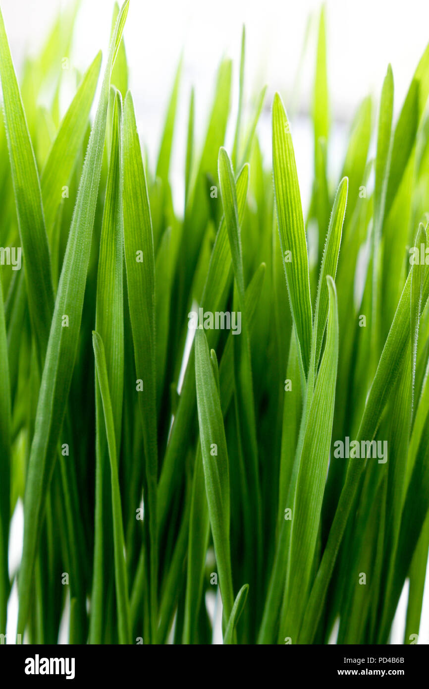 living growing healthy wheatgrass Stock Photo - Alamy