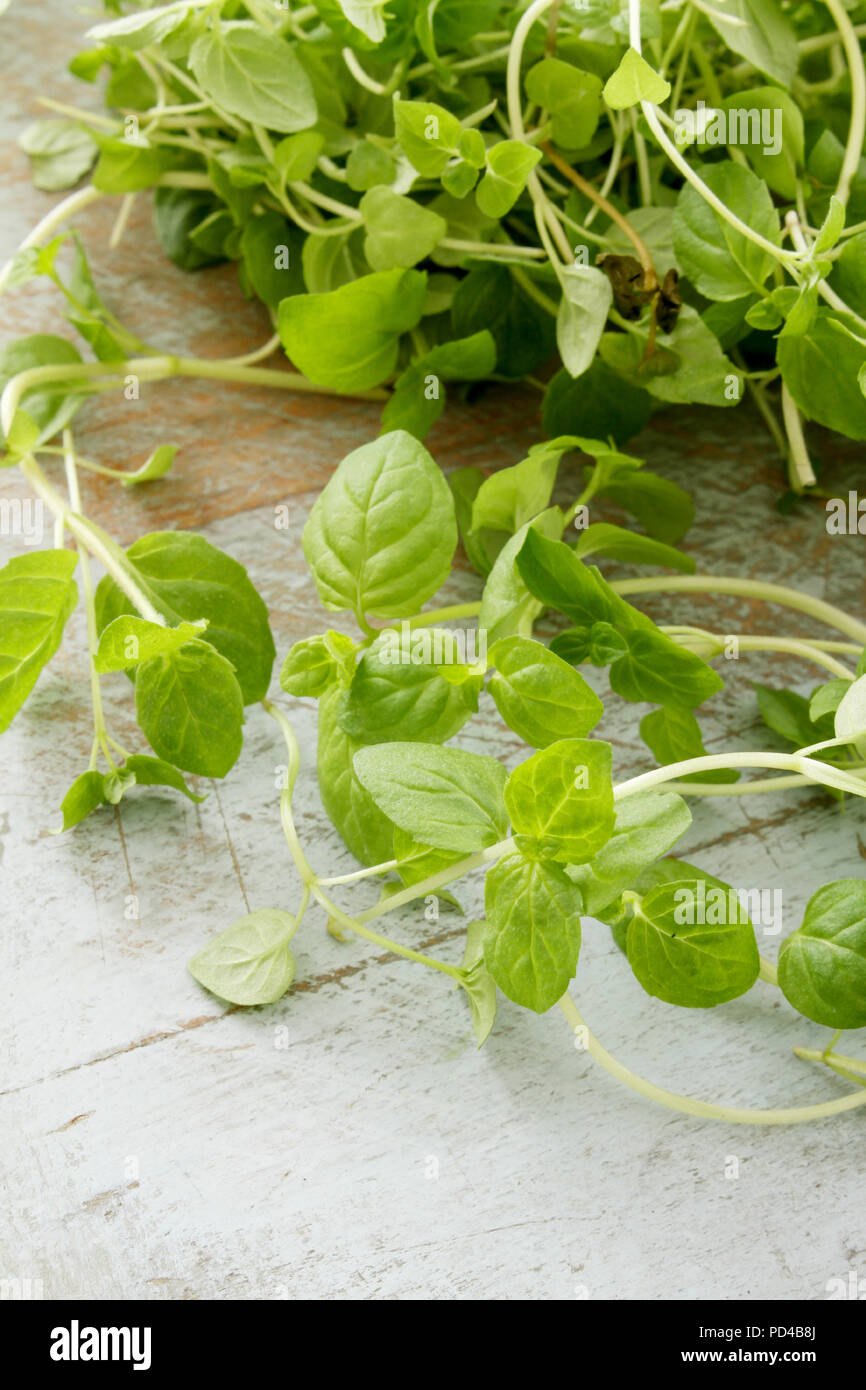 Micro leaf mint hi-res stock photography and images - Alamy