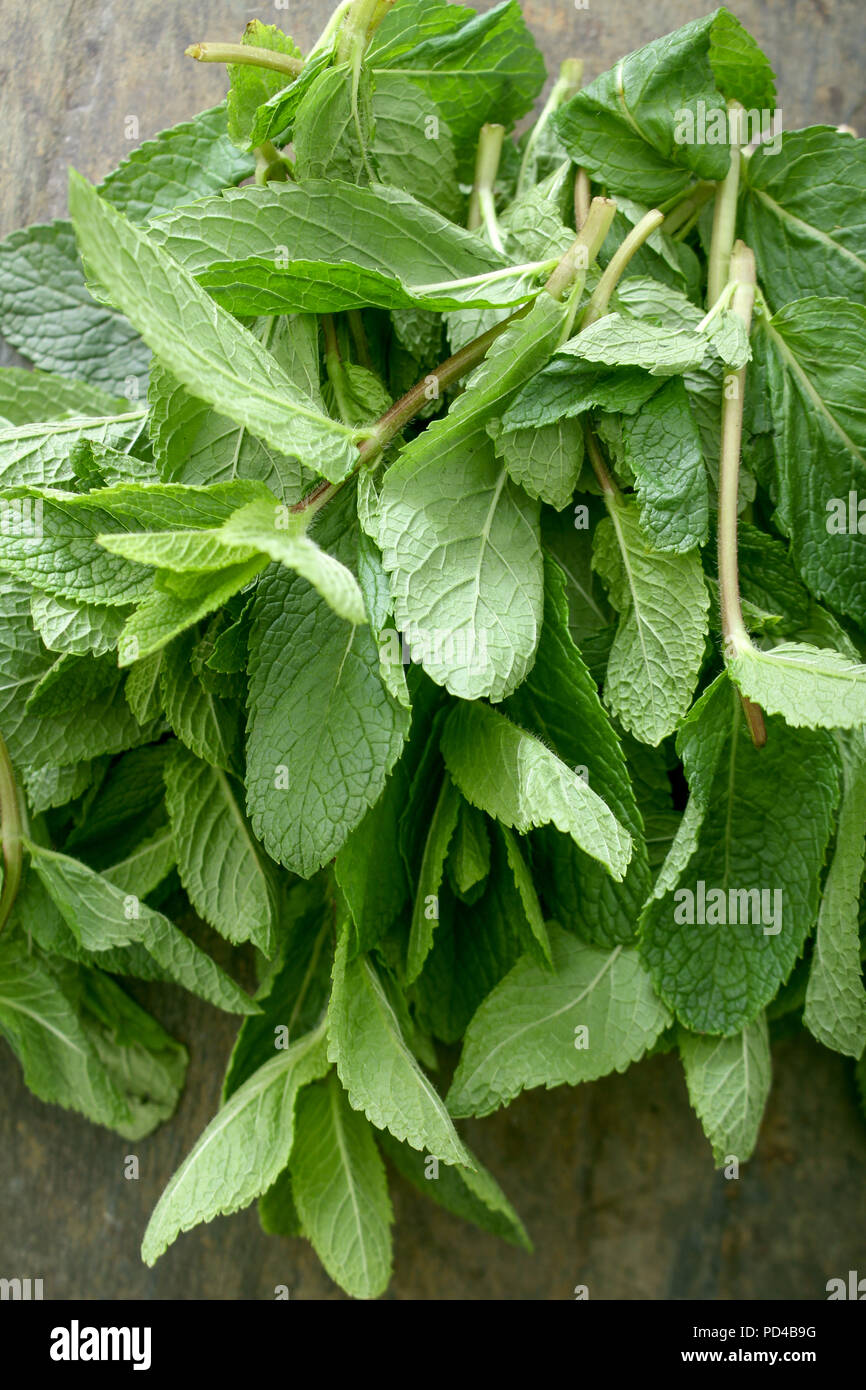 preparing fresh mint herb Stock Photo - Alamy
