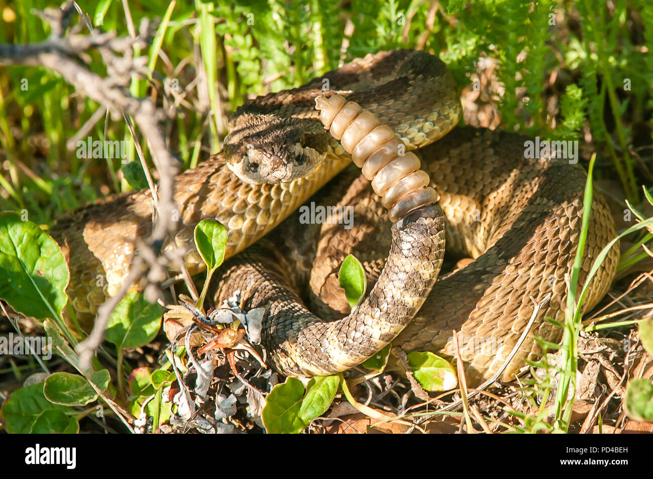 Rattlesnake skin hi-res stock photography and images - Alamy