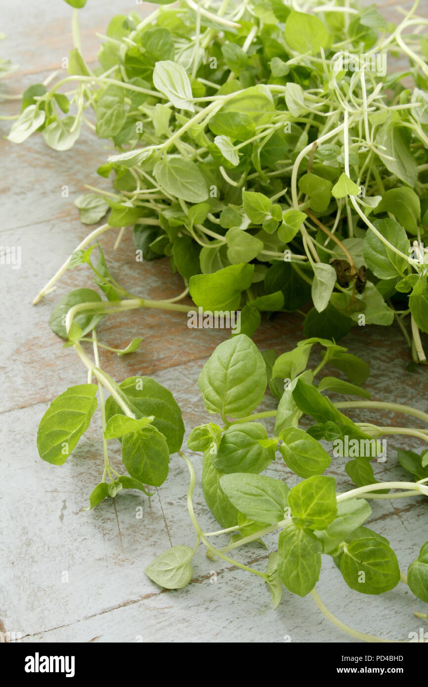 Micro herb mint hi-res stock photography and images - Alamy
