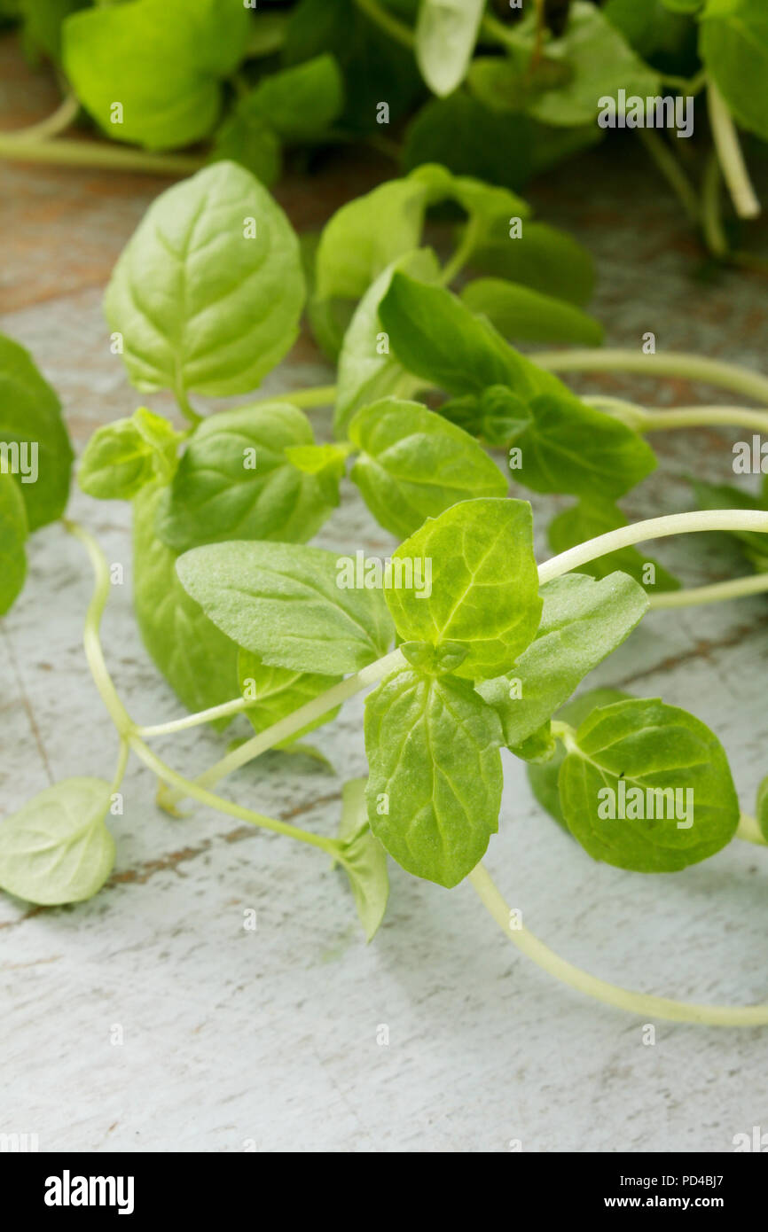 Micro leaf mint hi-res stock photography and images - Alamy