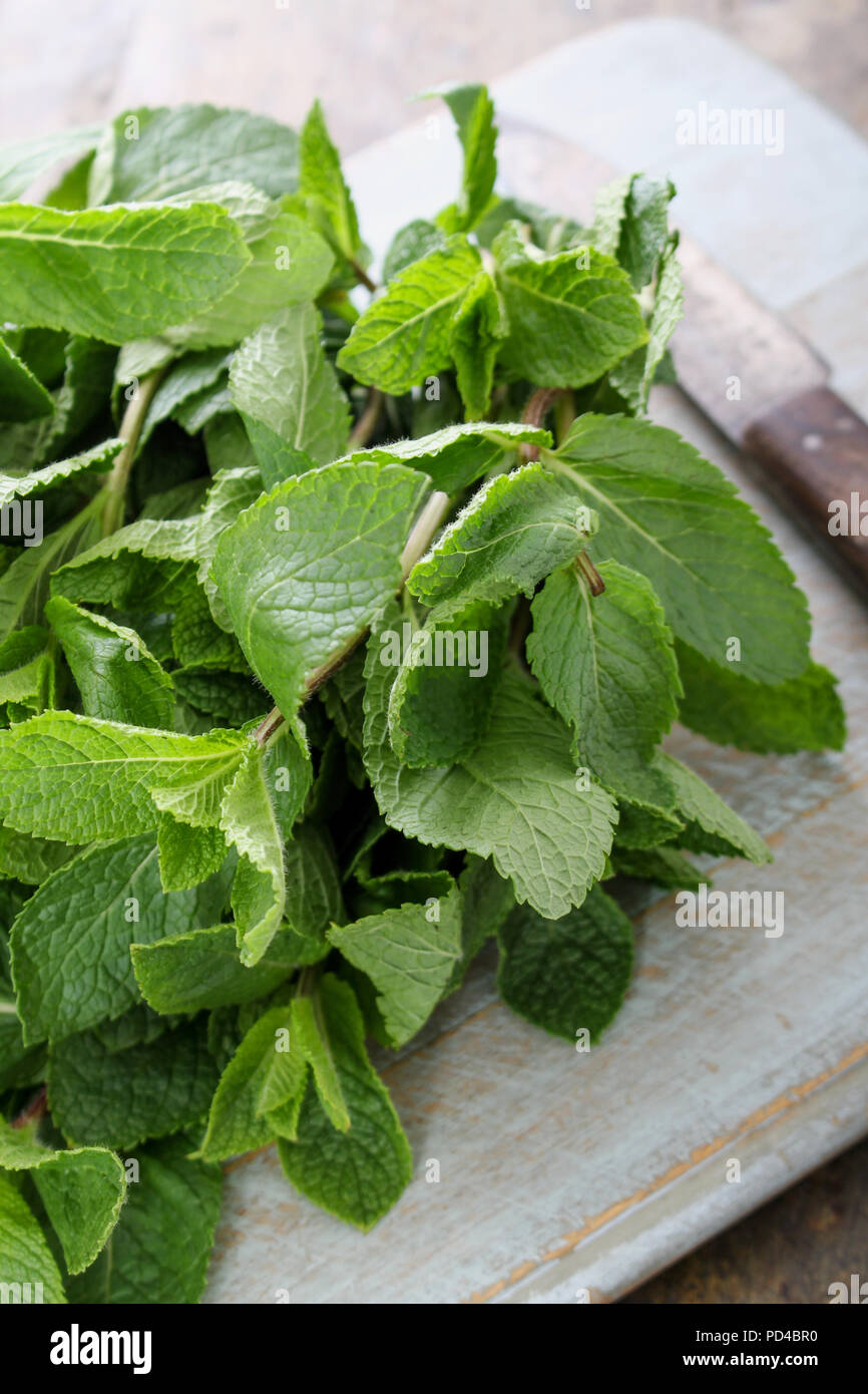 preparing fresh mint herb Stock Photo - Alamy