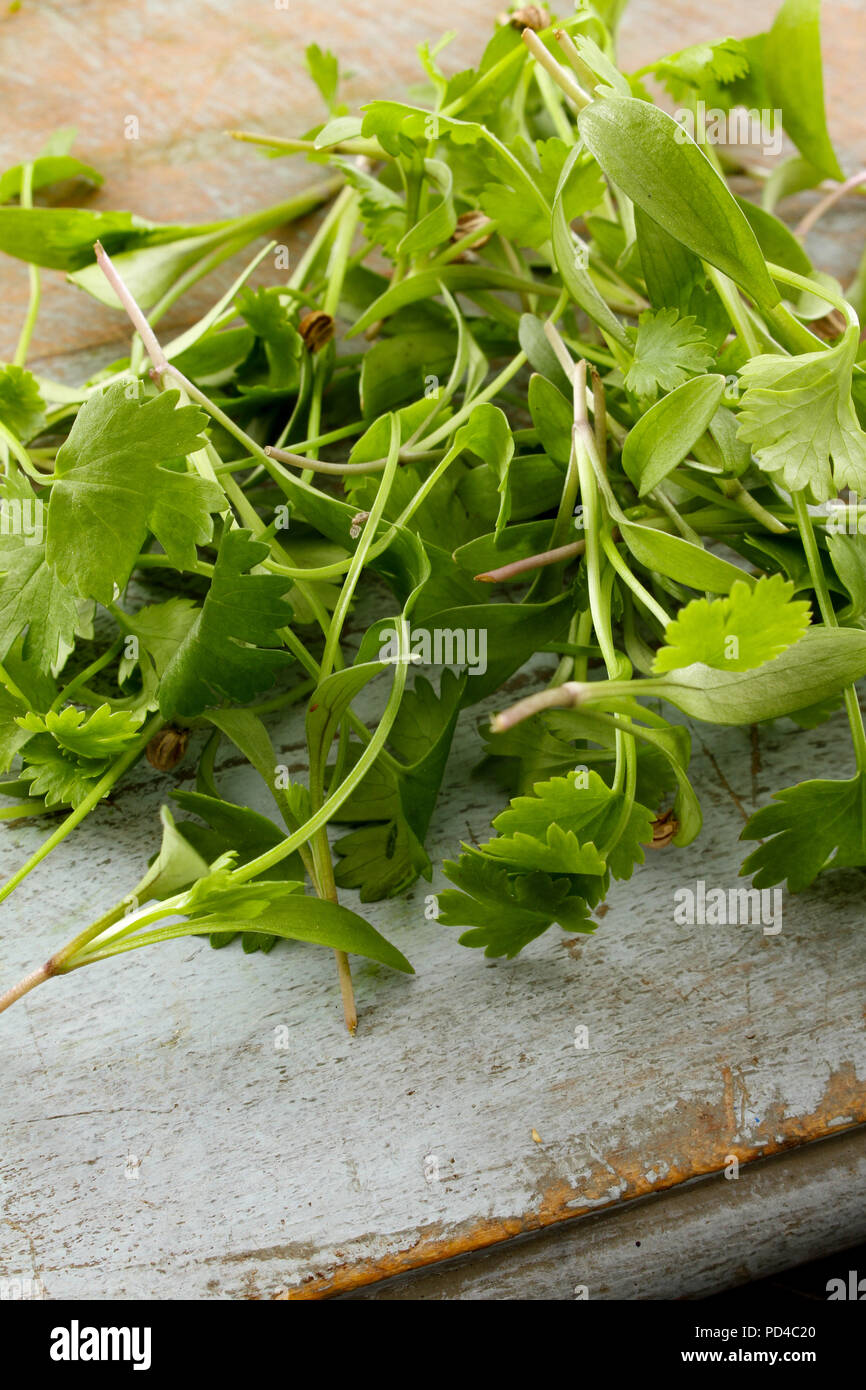 fresh micro herbs Stock Photo - Alamy