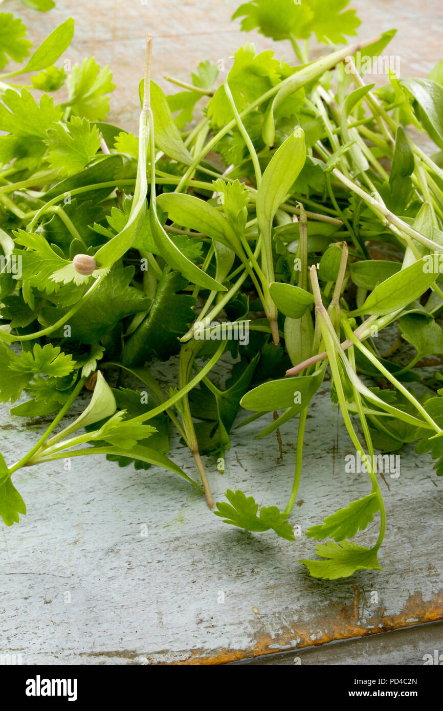 fresh micro herbs Stock Photo - Alamy
