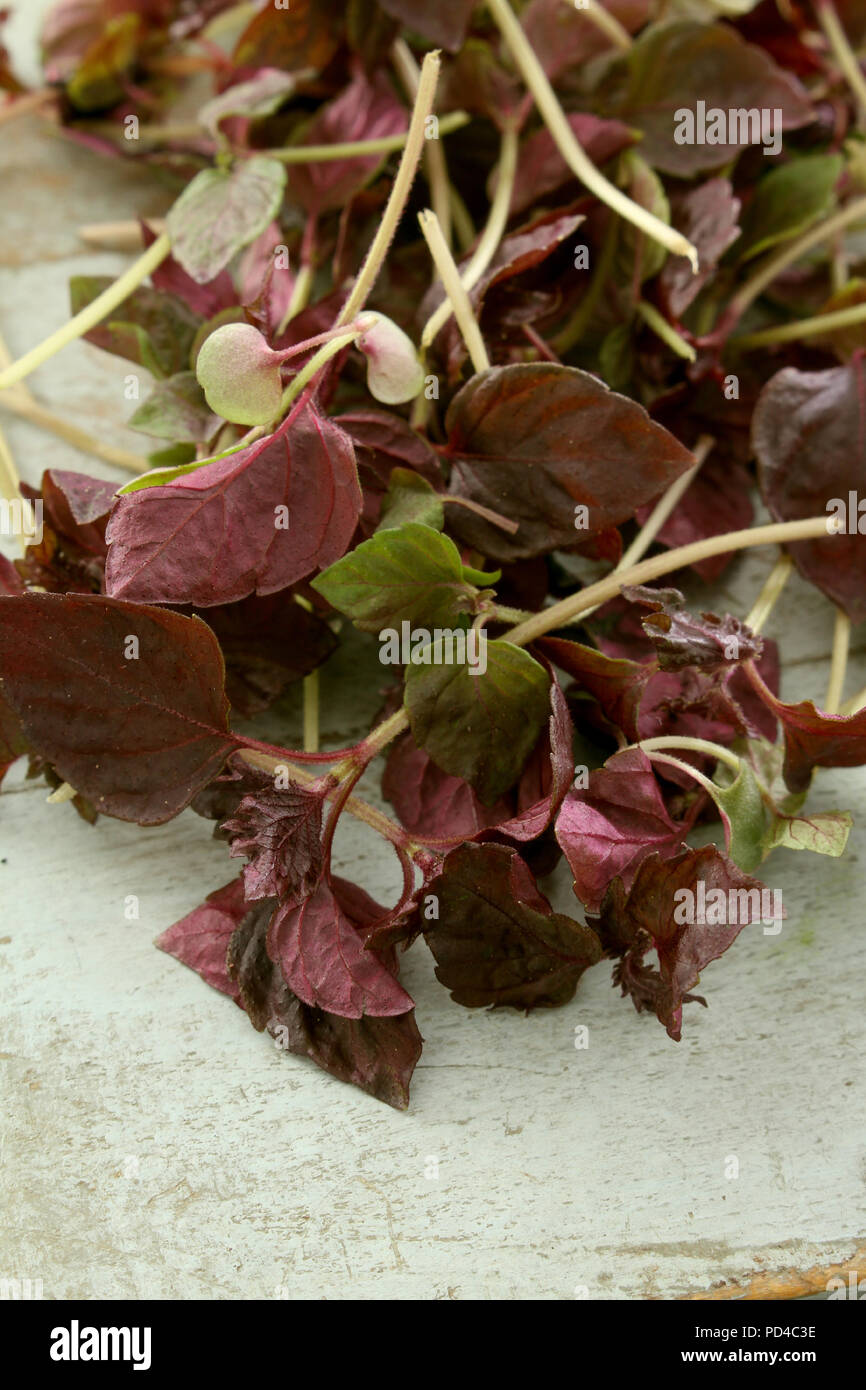 Red shiso micro leaves hi-res stock photography and images - Alamy
