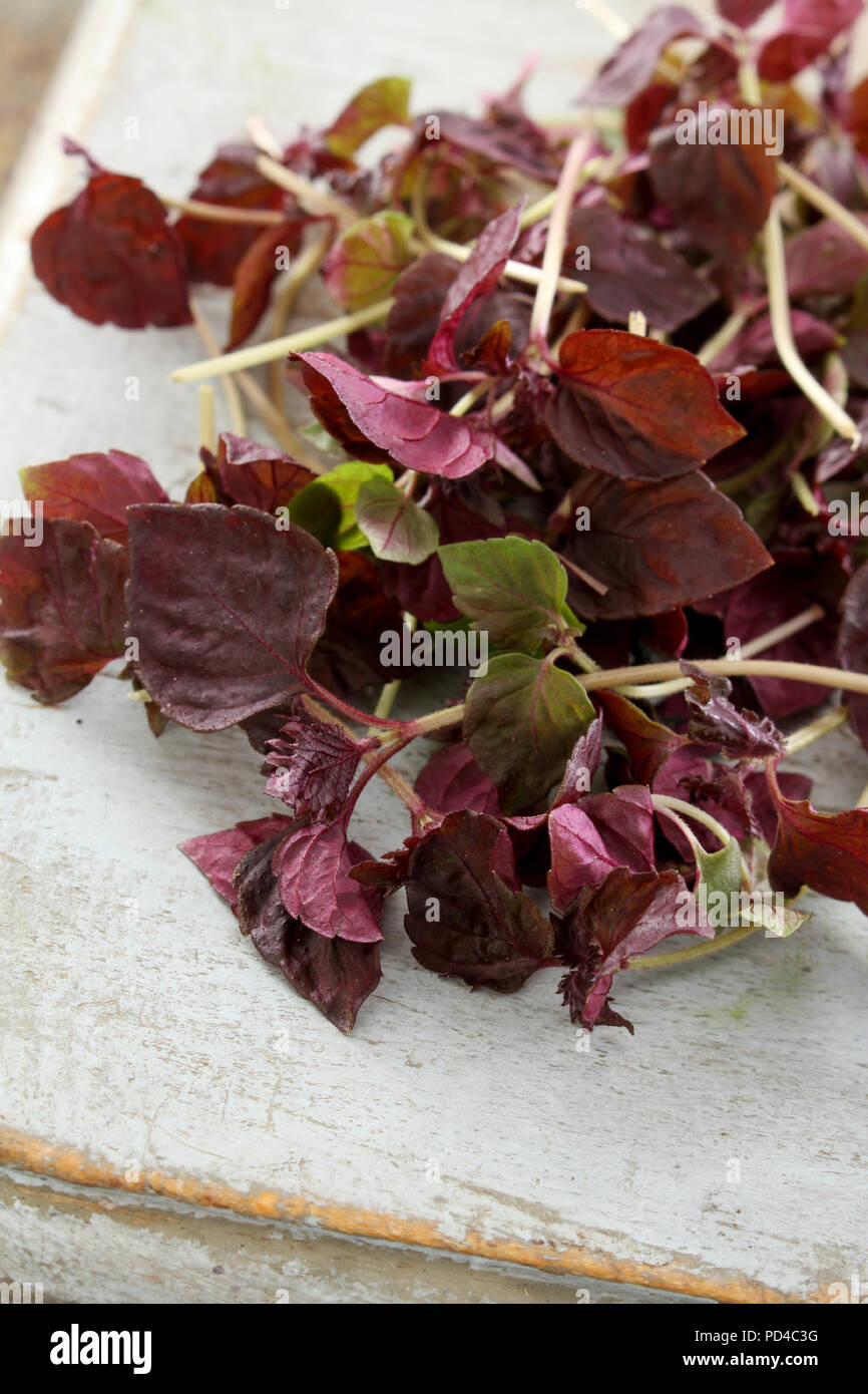 Red shiso micro leaves hi-res stock photography and images - Alamy