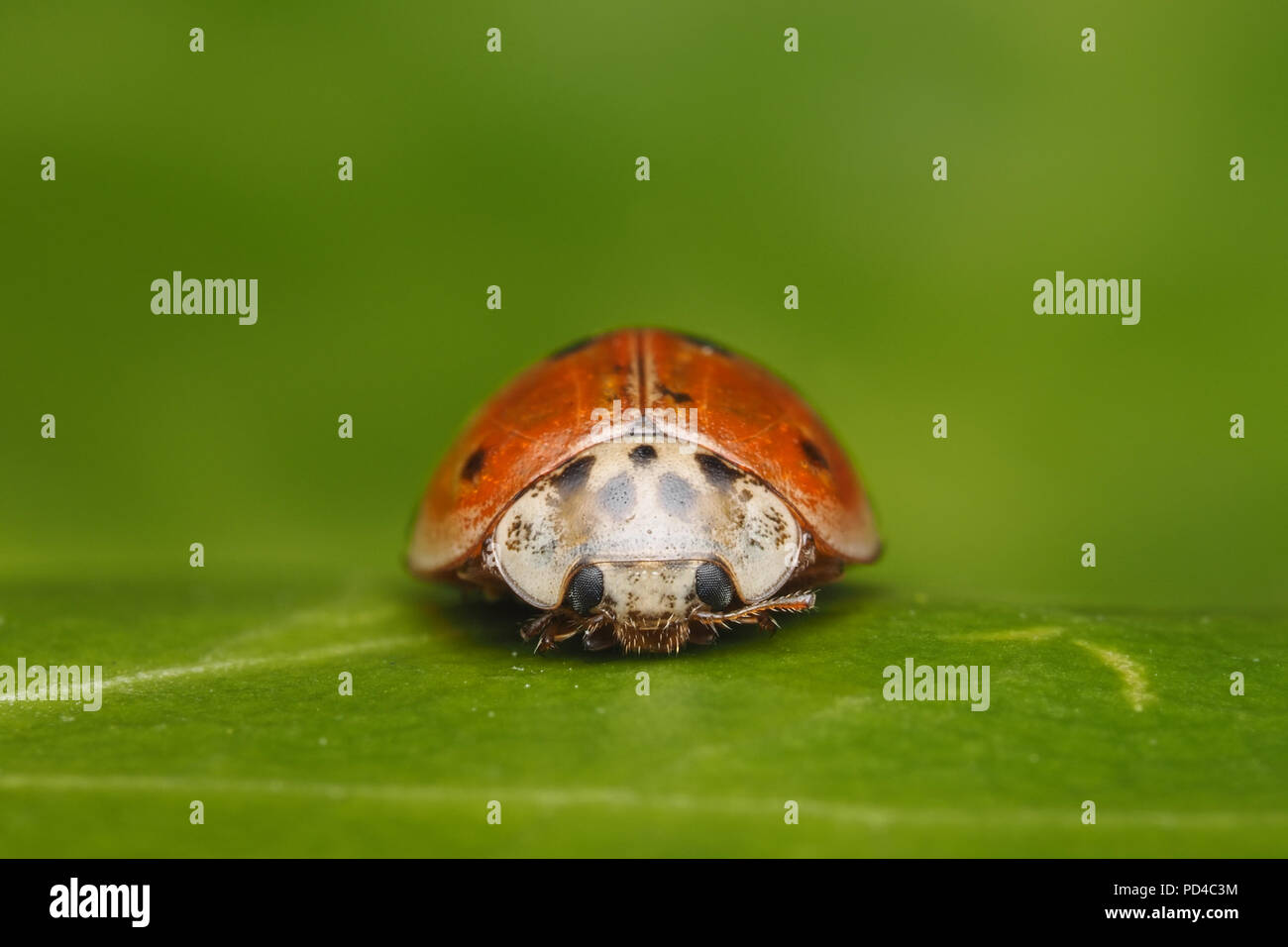 10-spot Ladybird (Adalia decempunctata) resting on rhododendron leaf ...
