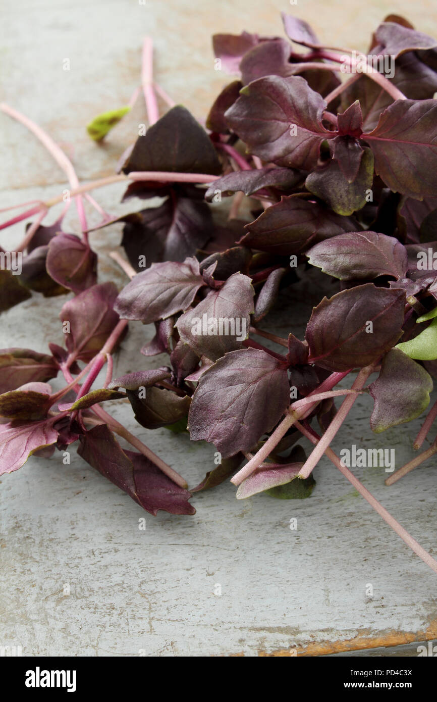 Micro purple basil hi-res stock photography and images - Alamy