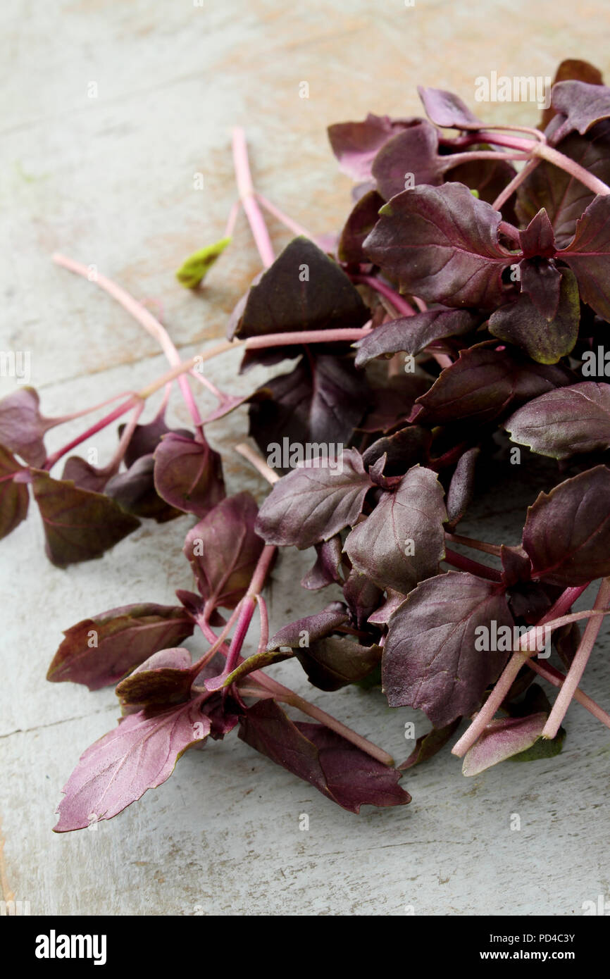 Micro purple basil hi-res stock photography and images - Alamy