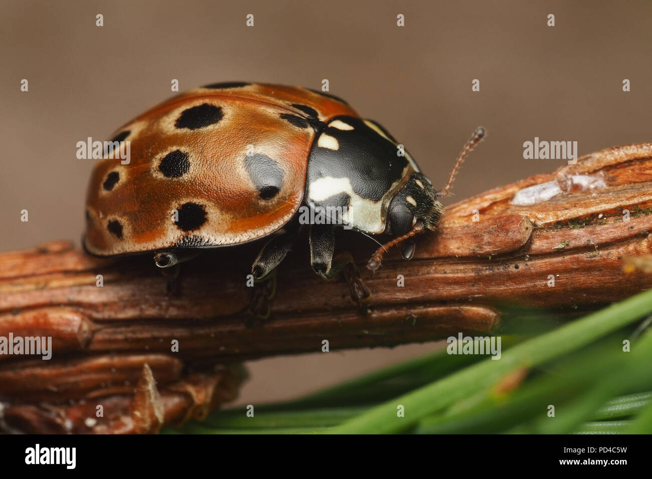 Eyed Ladybird (Anatis ocellata) resting on conifer branch. Tipperary ...