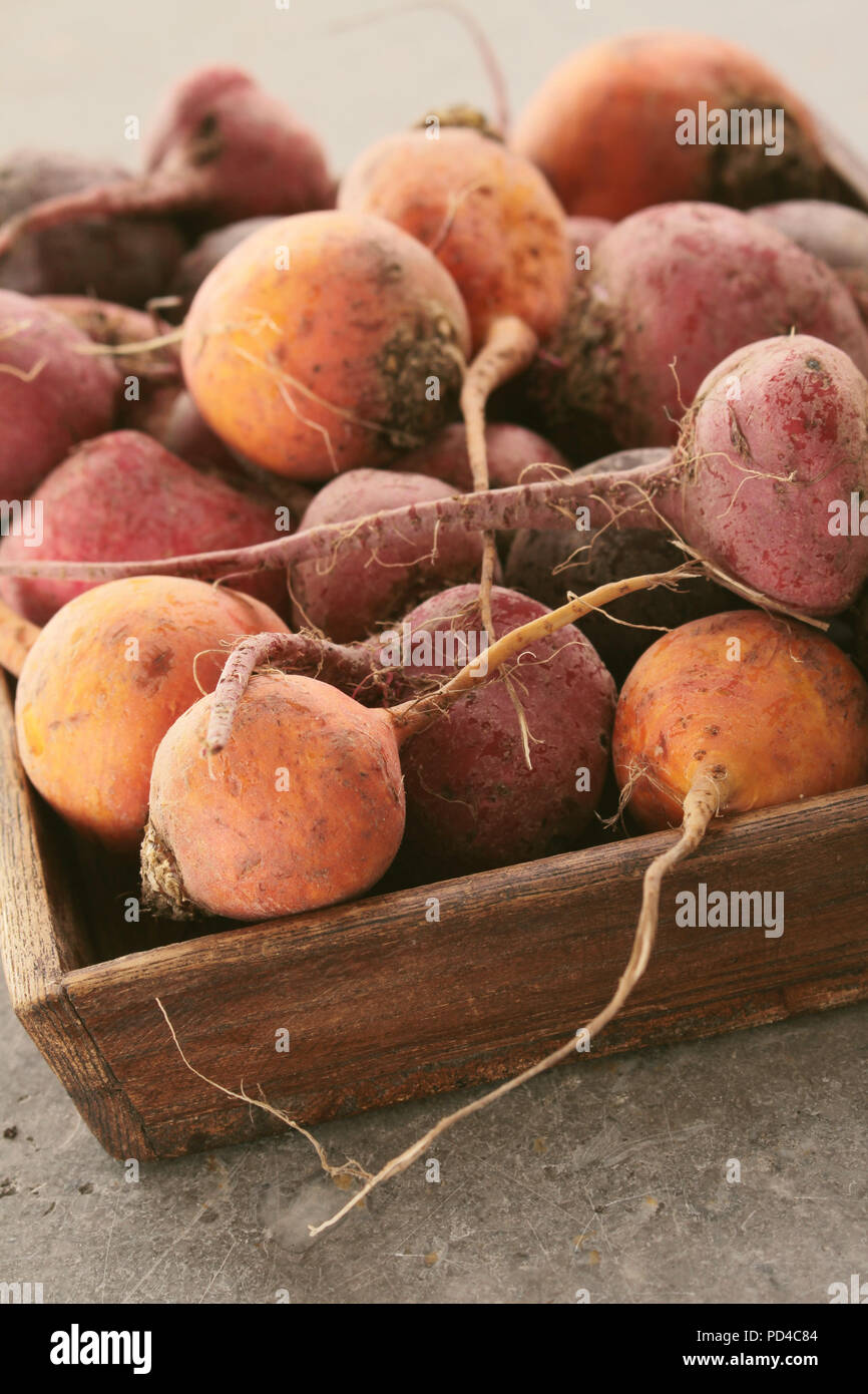 Heritage beetroot golden hi-res stock photography and images - Alamy