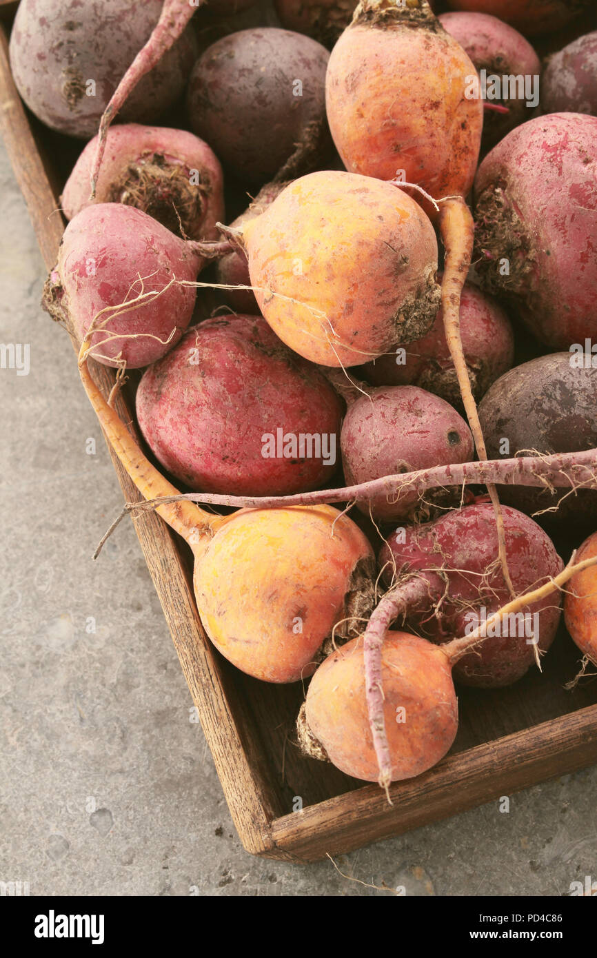 mixed heritage beetroot Stock Photo - Alamy