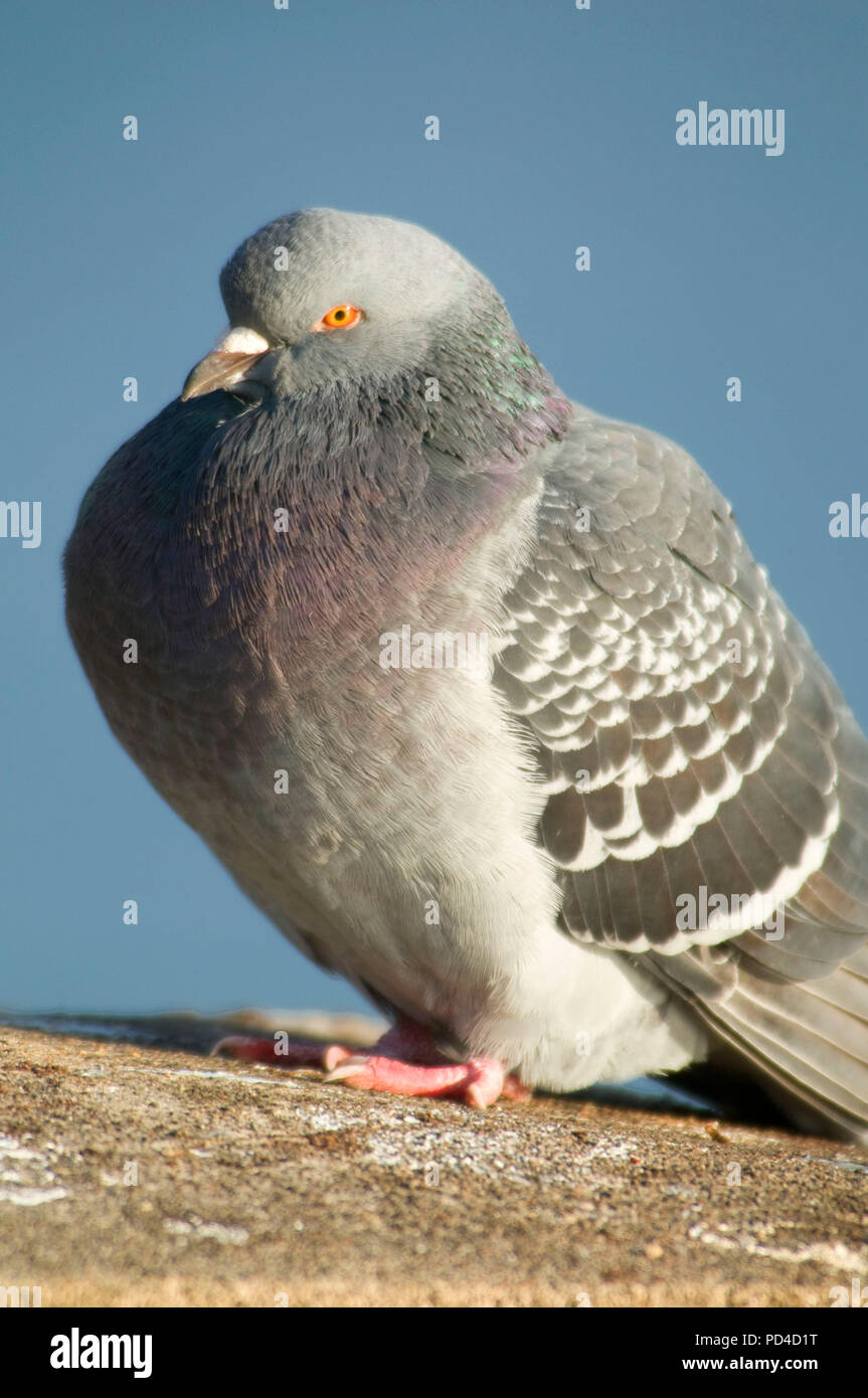 Pigeon, Waterfront Park, Portland, Oregon Stock Photo - Alamy