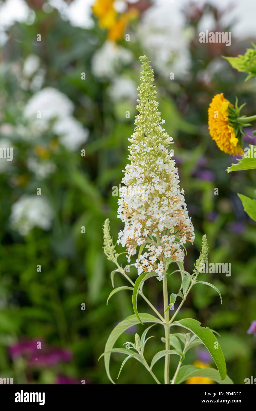 Buddleia white bouquet hi-res stock photography and images - Alamy