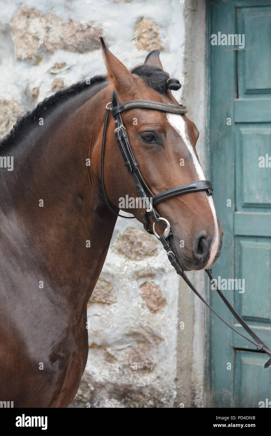 A braided bay Lusitano horse with blaze in bridle against stone wall ...
