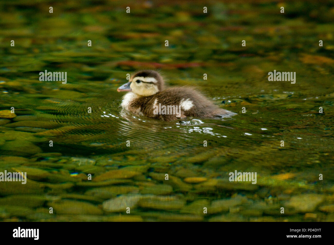 Duck Chick High Resolution Stock Photography and Images - Alamy