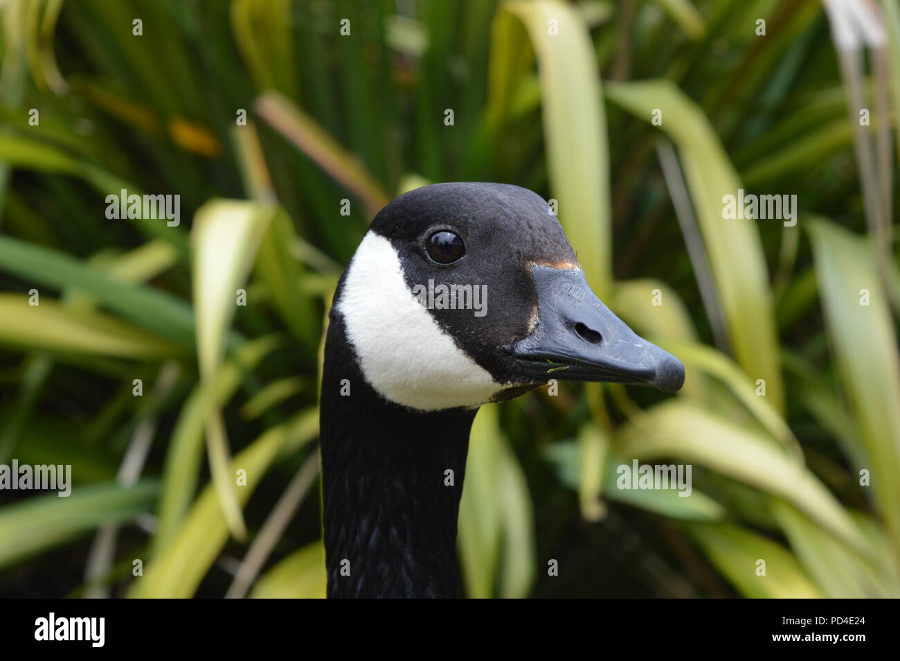 Canada goose portrait uk hi-res stock photography and images - Alamy