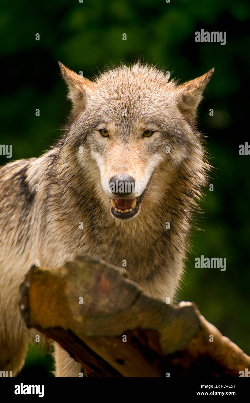 Timber wolf, Oregon Zoo, Washington Park, Portland, Oregon Stock Photo ...