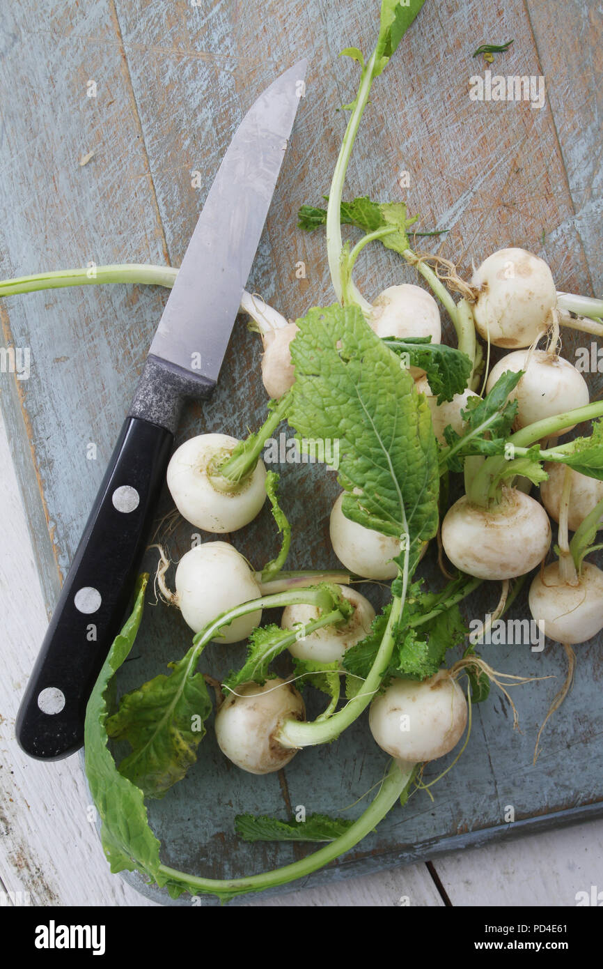 preparing fresh turnip Stock Photo - Alamy