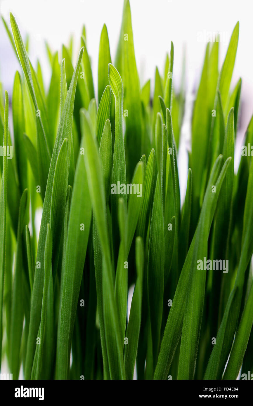 living growing healthy wheatgrass Stock Photo - Alamy