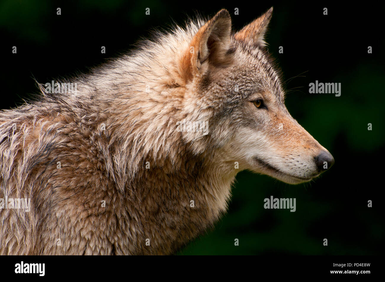 Timber wolf, Oregon Zoo, Washington Park, Portland, Oregon Stock Photo ...